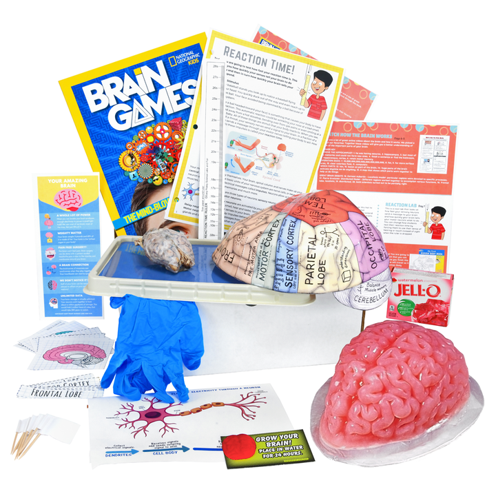 Human Body Discovery & Dissect 6 Month Subscription – Easy Peasy Science